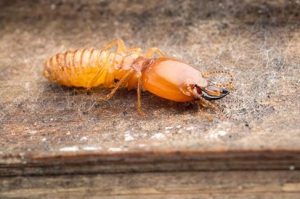 Jenis Rayap Kayu Kering dan Rayap Kayu Basah | Panduanxiaomi.com